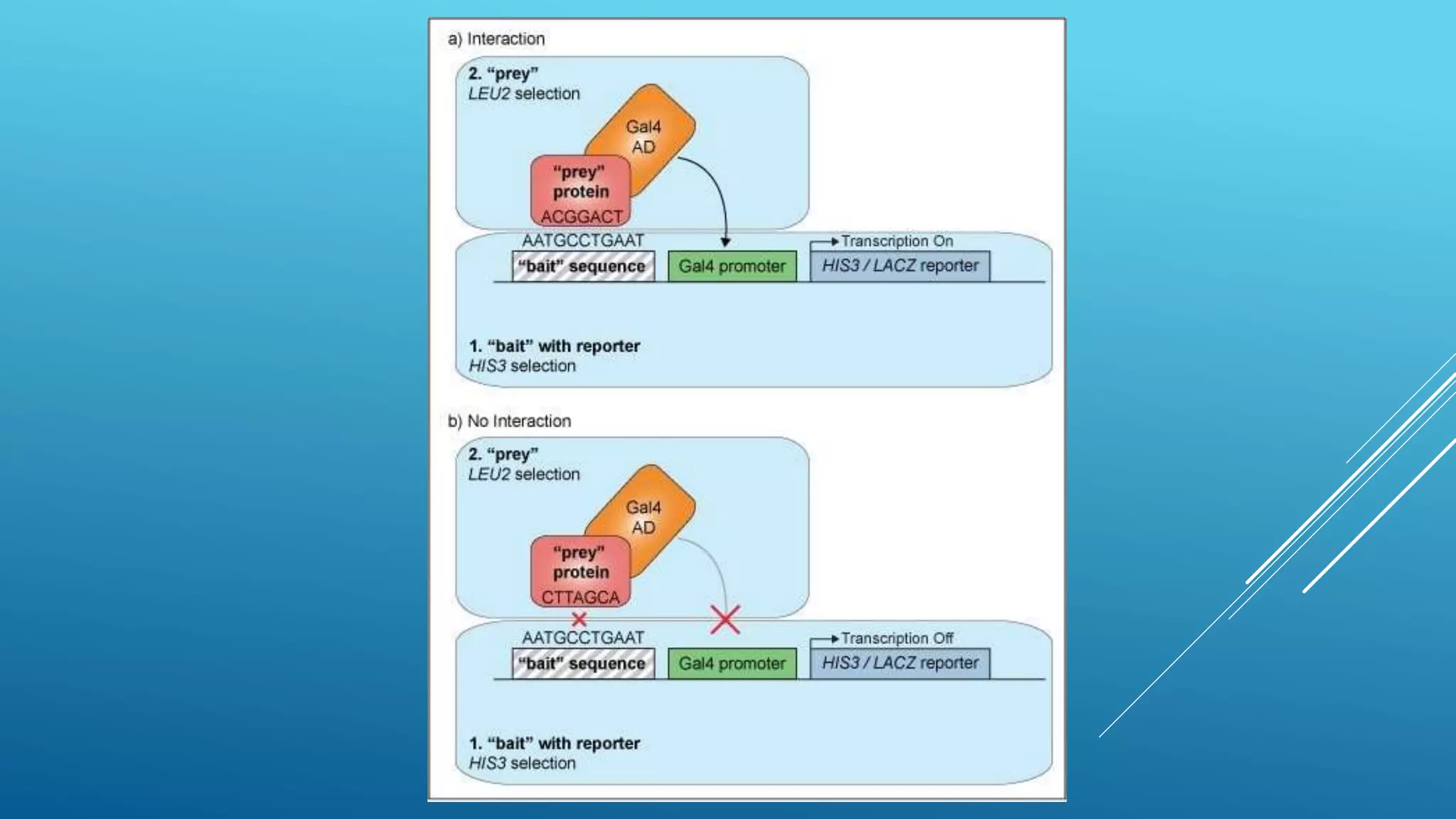 Yeast hybrid system | PPTX