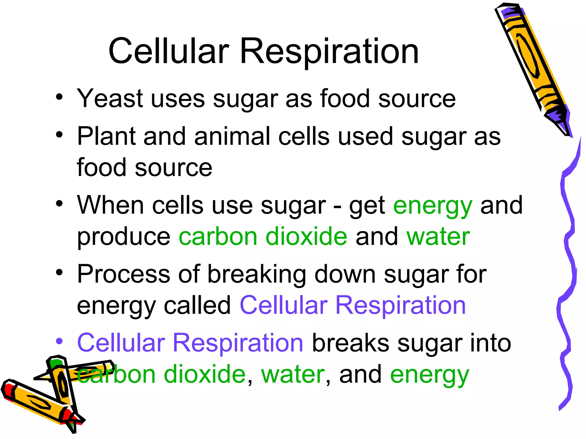 Yeast investigation Part2 | PPT