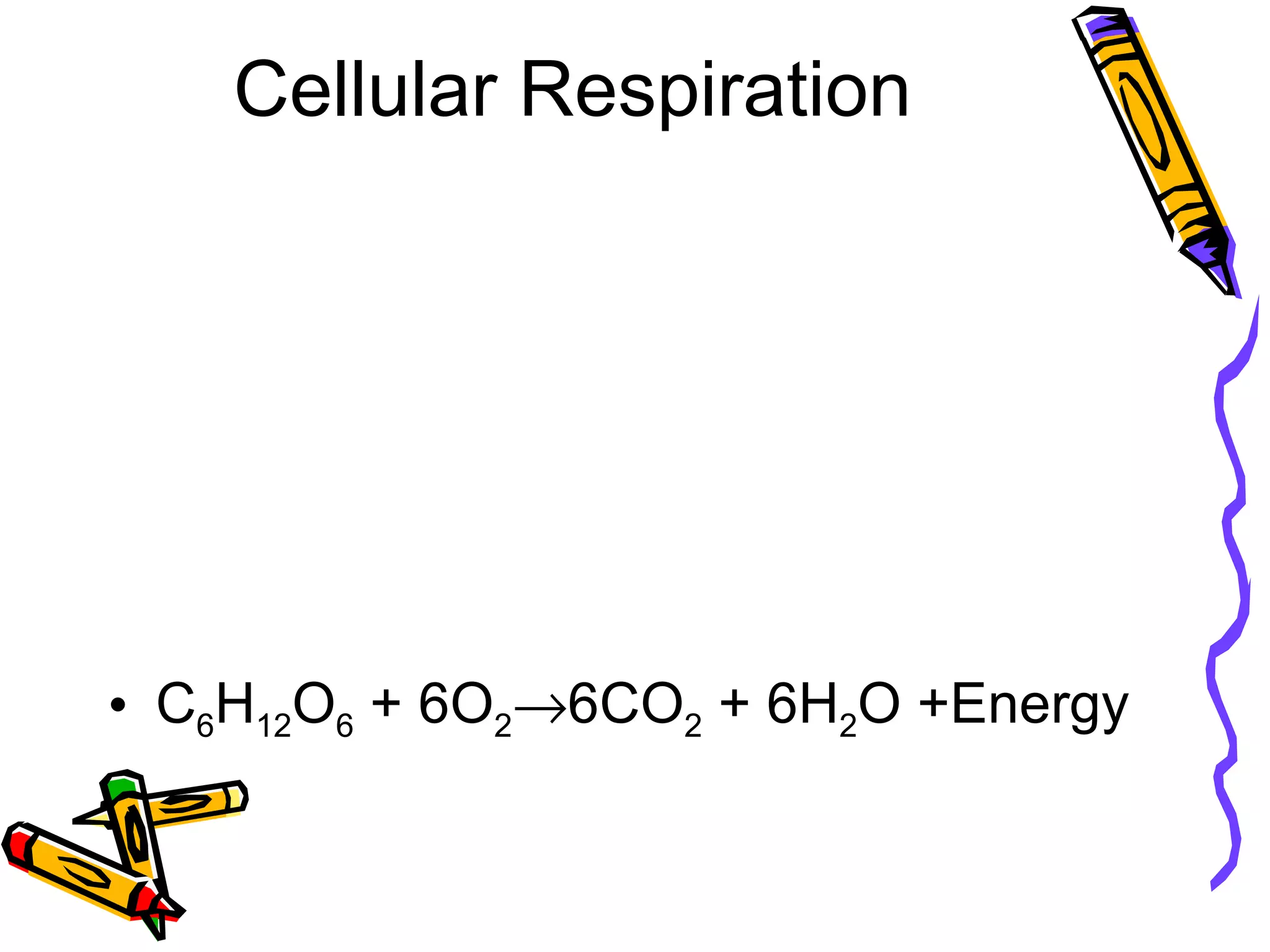 Yeast investigation - Part 2 | PPT