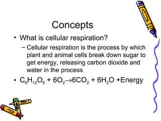 Yeast investigation - Part 2 | PPT