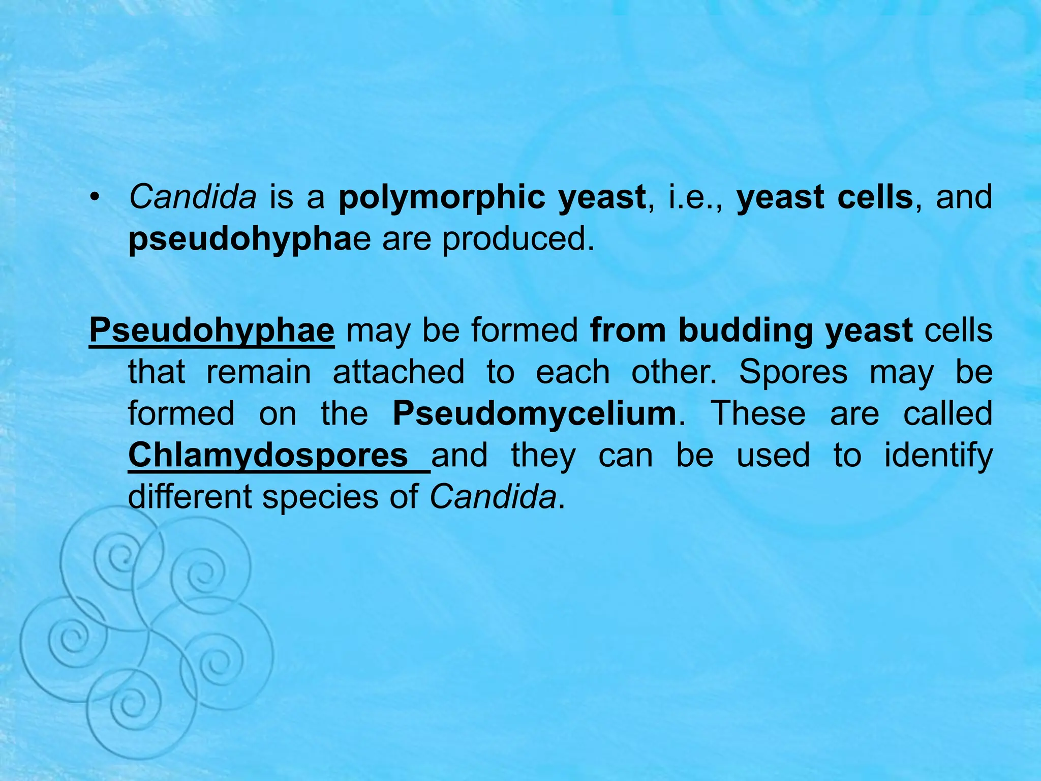 yeast lect 1 .ppt