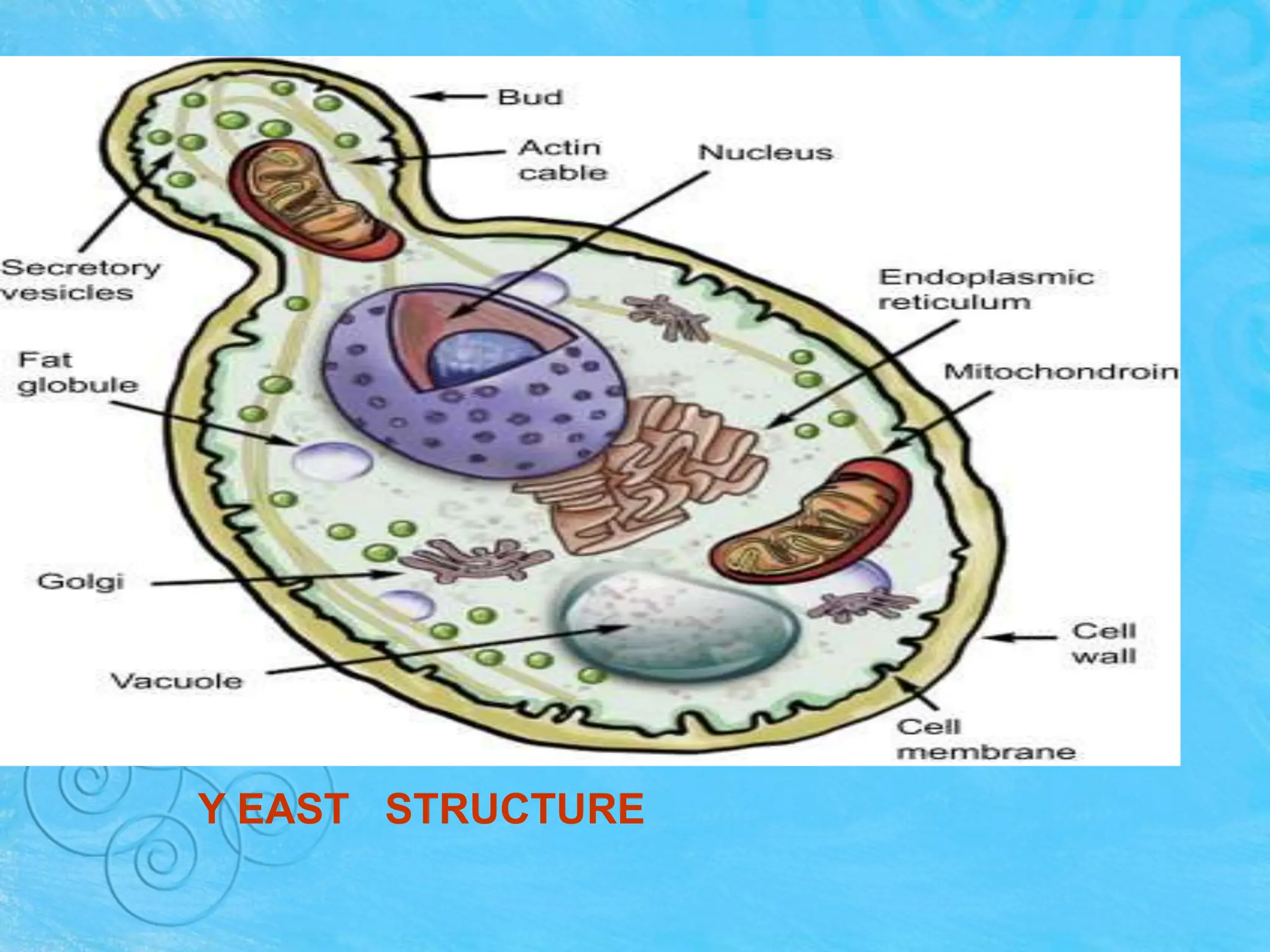 yeast lect 1 .ppt
