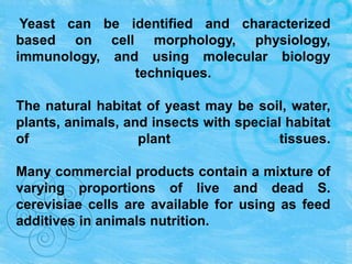 yeast lect 1 .ppt