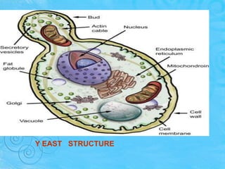 yeast lect 1 .ppt