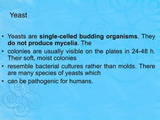 yeast lect 1 .ppt