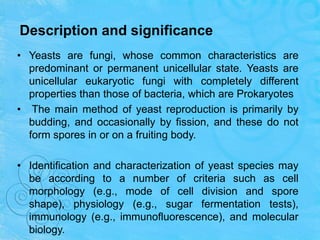 yeast lect 1 .ppt