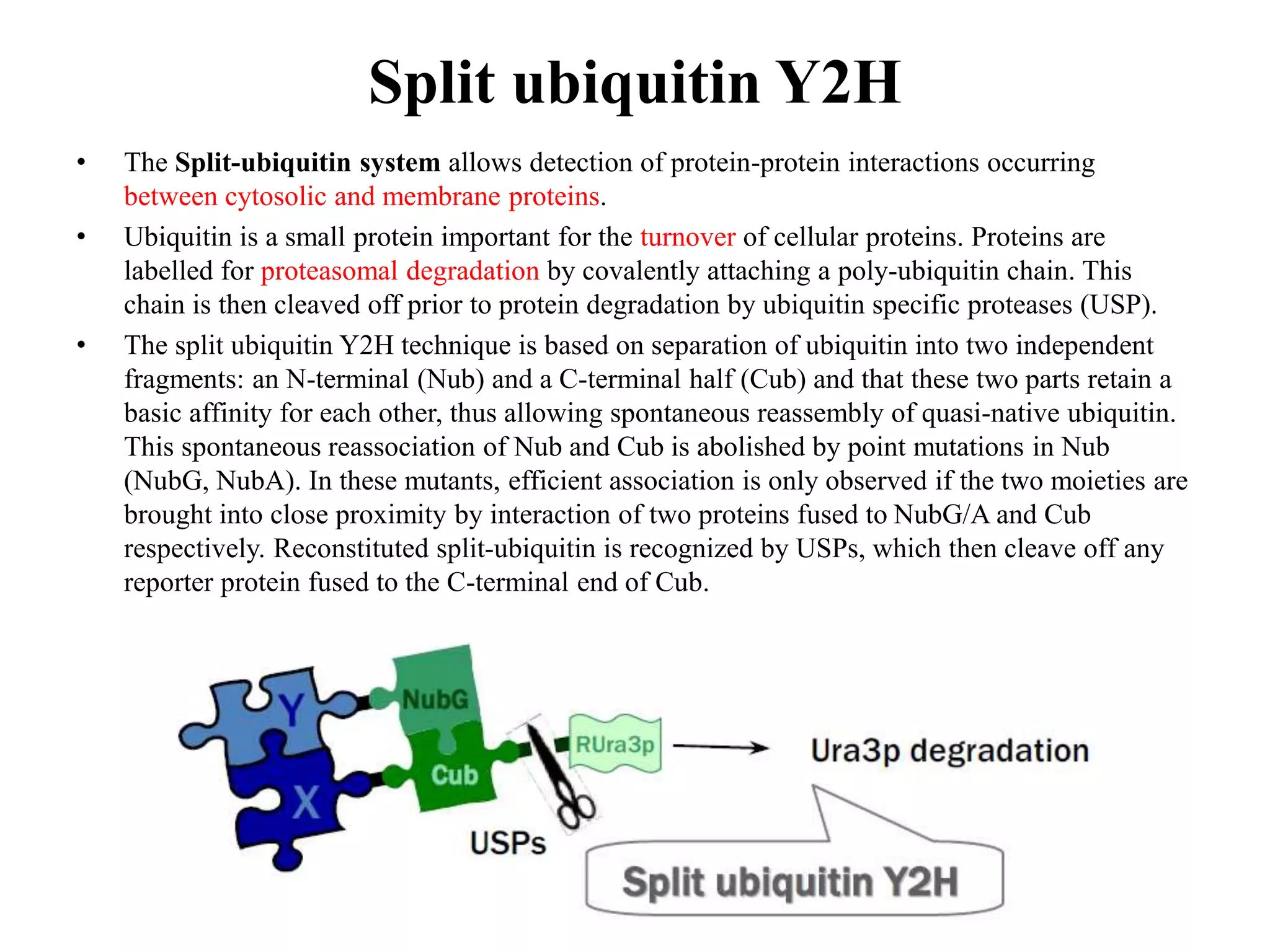 Yeast n hybrid | PPTX