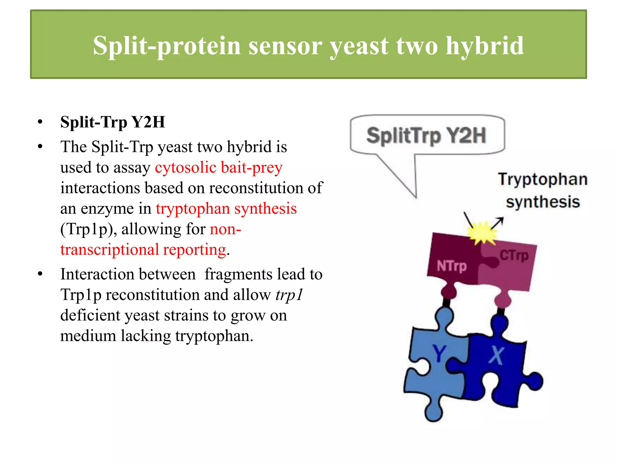 Yeast n hybrid | PPTX