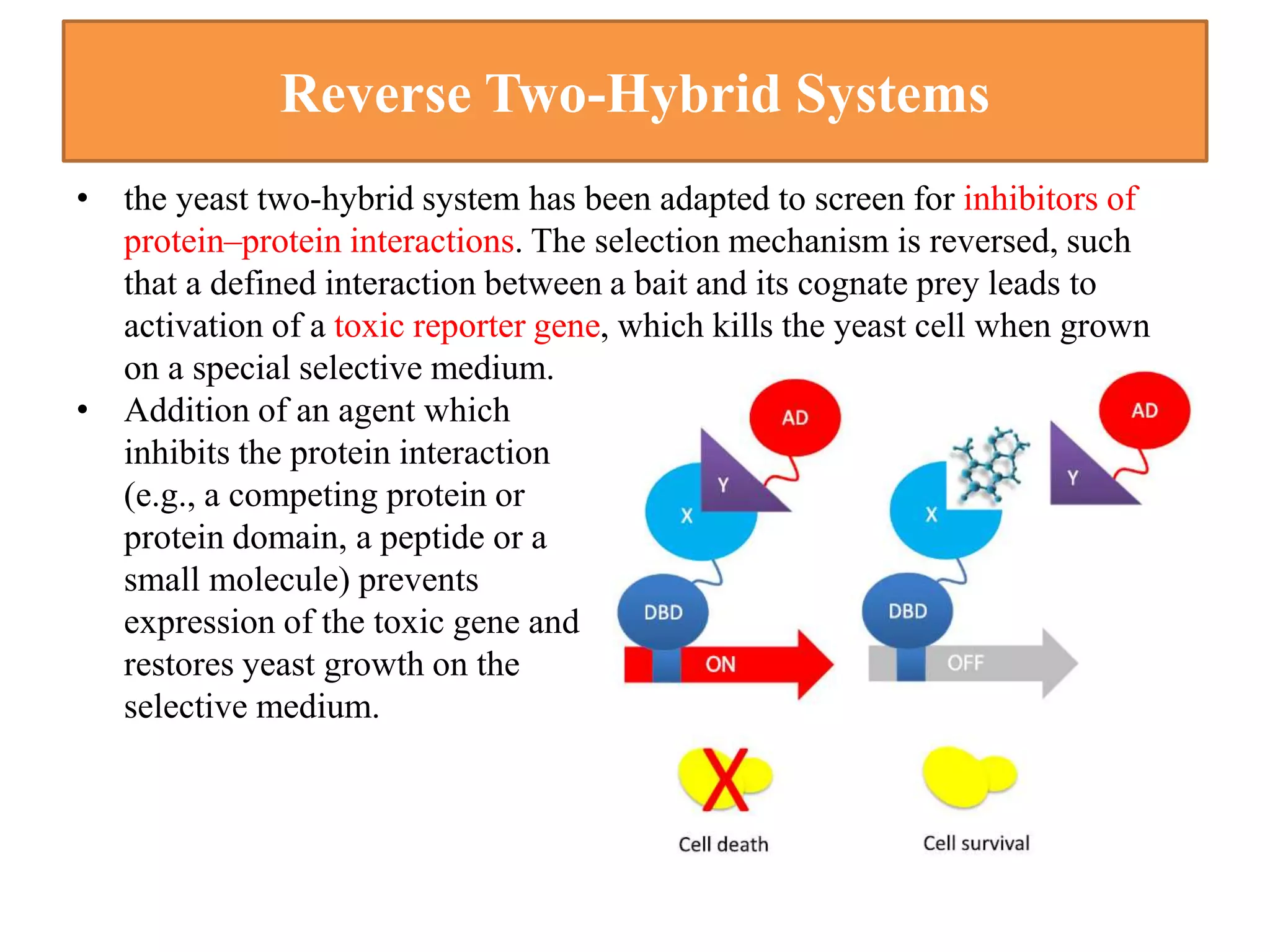 Yeast n hybrid | PPTX