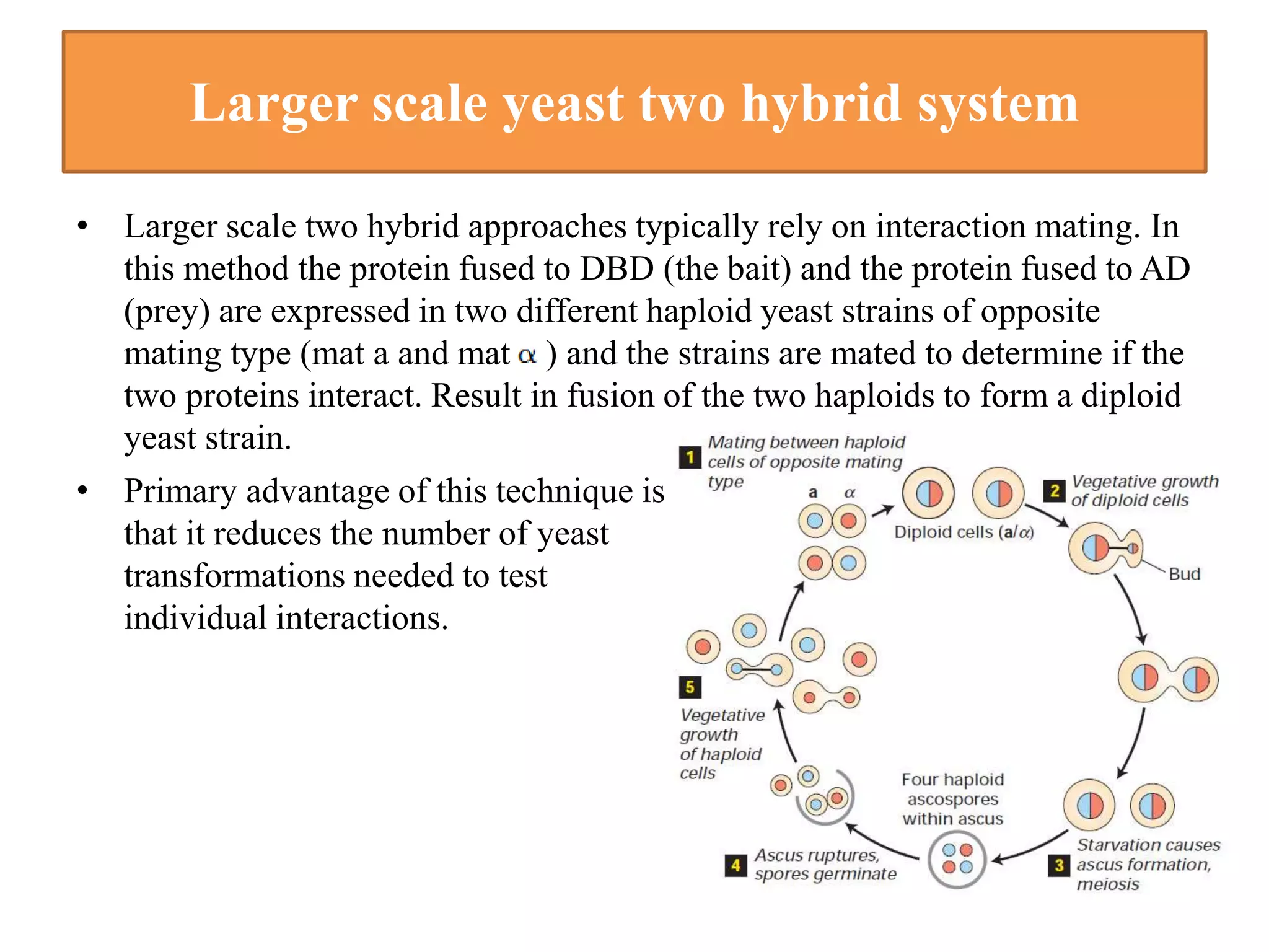 Yeast n hybrid | PPTX