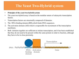 Yeast n hybrid | PPTX