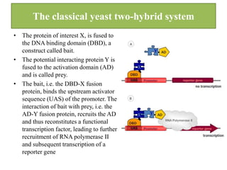 Yeast n hybrid | PPTX