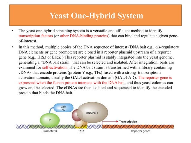 Yeast n hybrid | PPTX