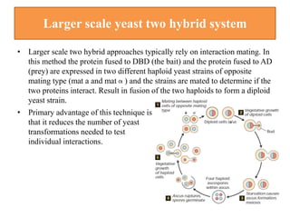 Yeast n hybrid | PPTX