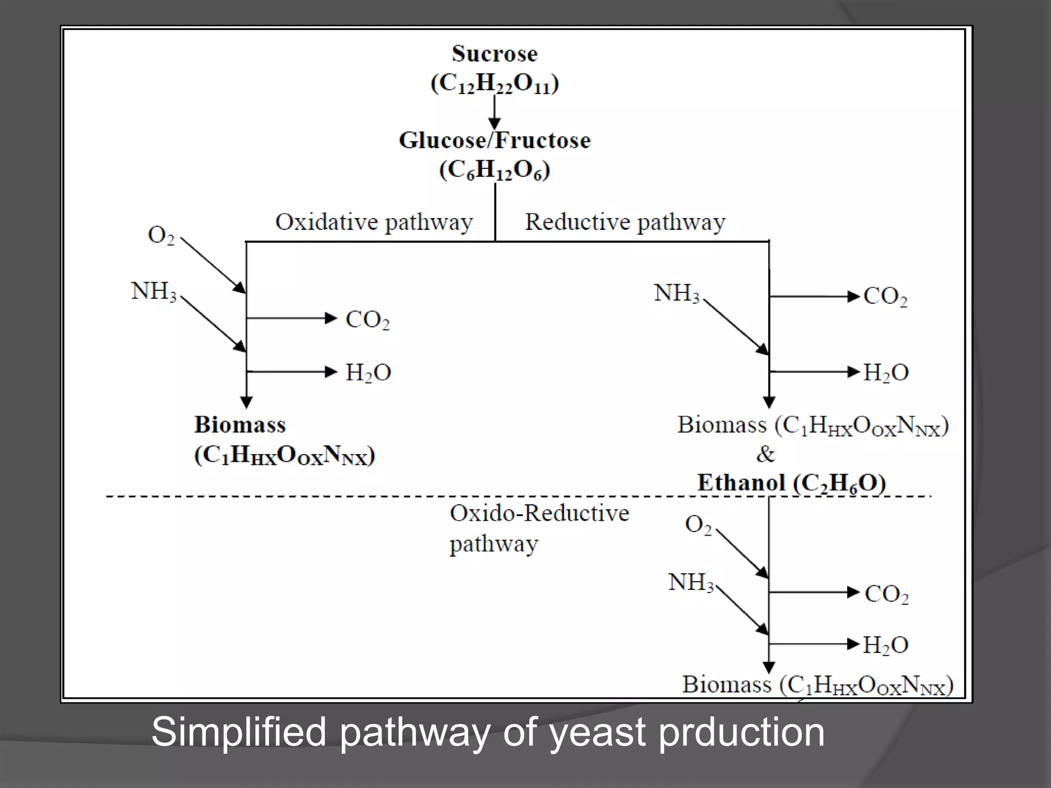 Yeast production | PPTX