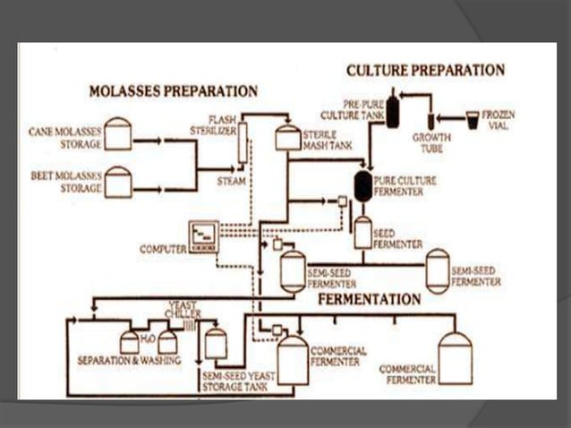 Yeast production | PPTX