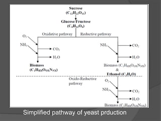 Yeast production | PPTX