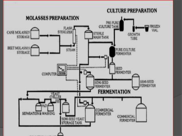 Yeast production | PPTX