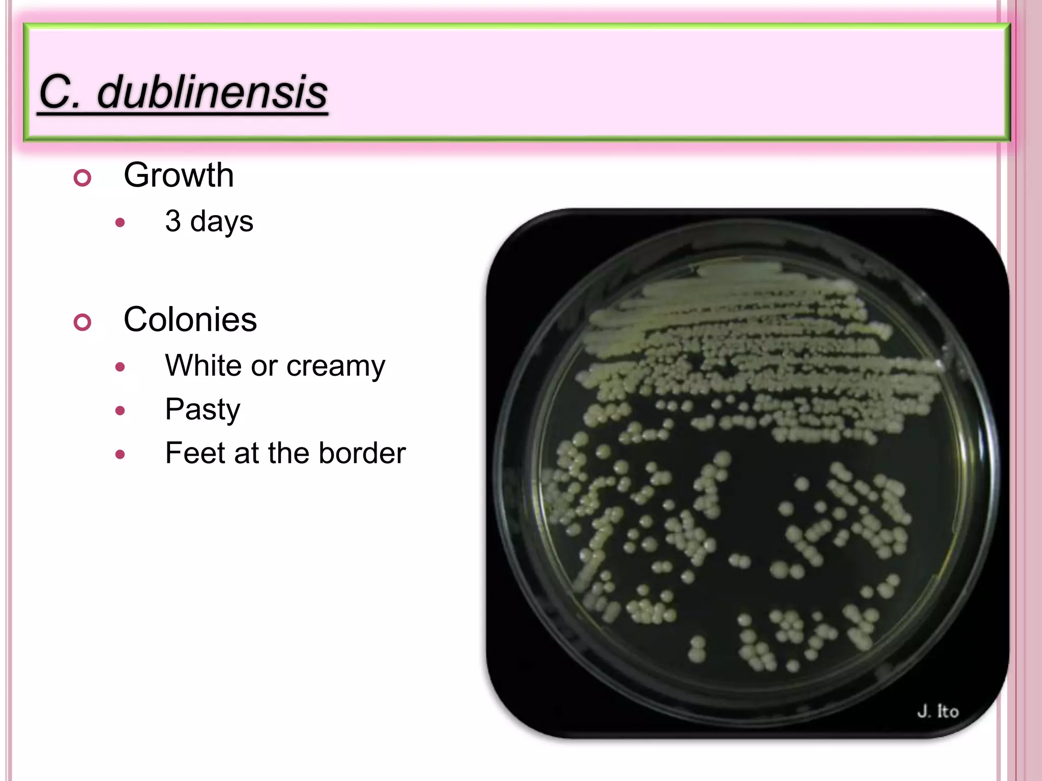 Identification of Yeasts & Candida species | PPTX