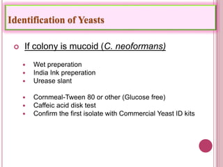Identification of Yeasts & Candida species | PPTX