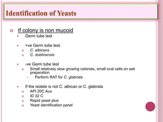 Identification of Yeasts & Candida species | PPTX