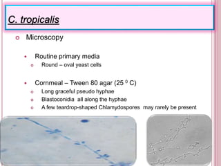 Identification of Yeasts & Candida species | PPTX