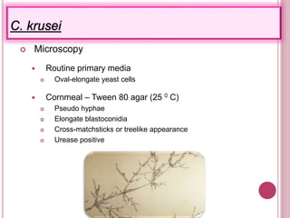 Identification of Yeasts & Candida species | PPTX