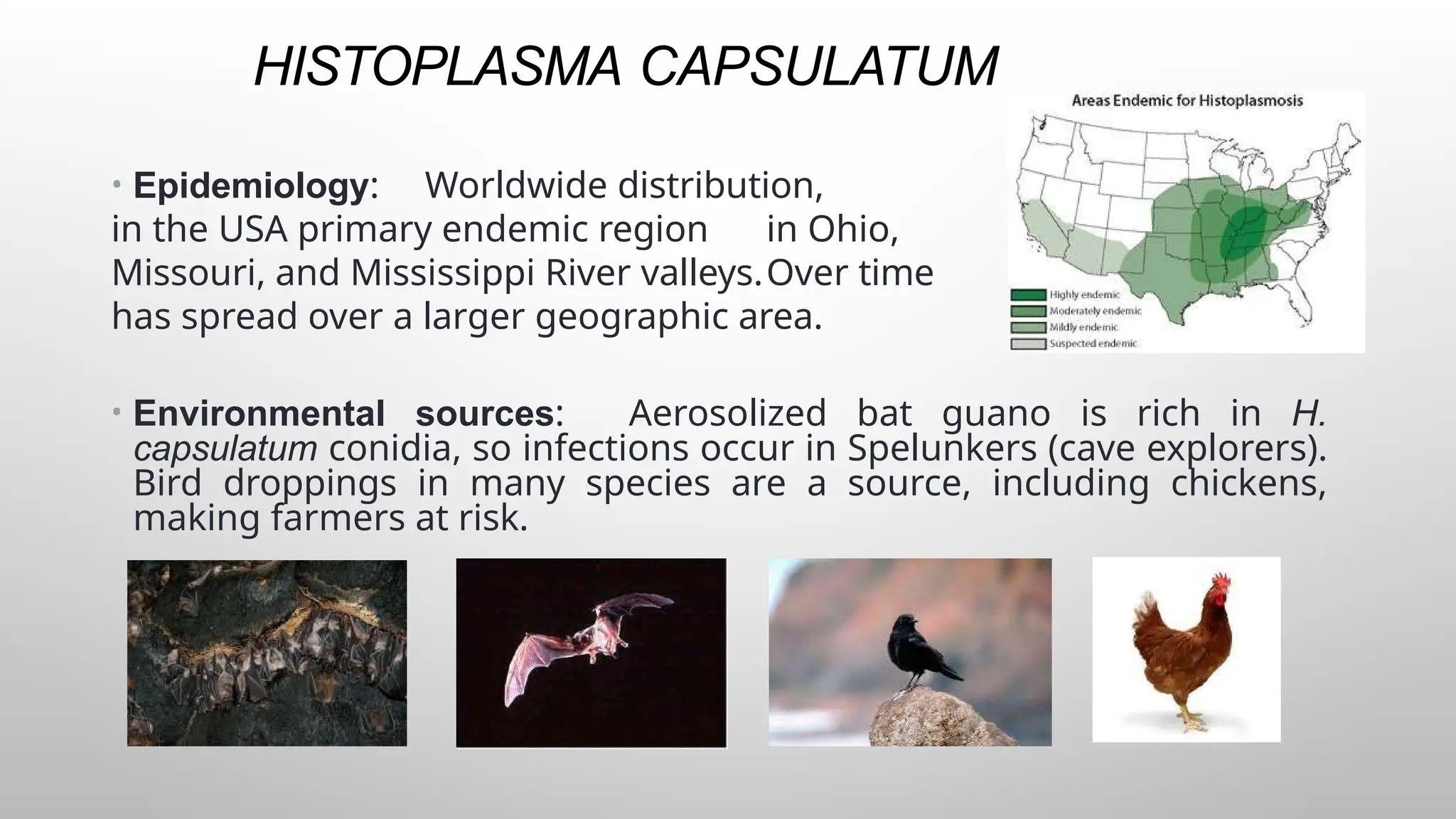 YEASTS AND DIMORPHIC FUNGI powerpoint ppt | PPT