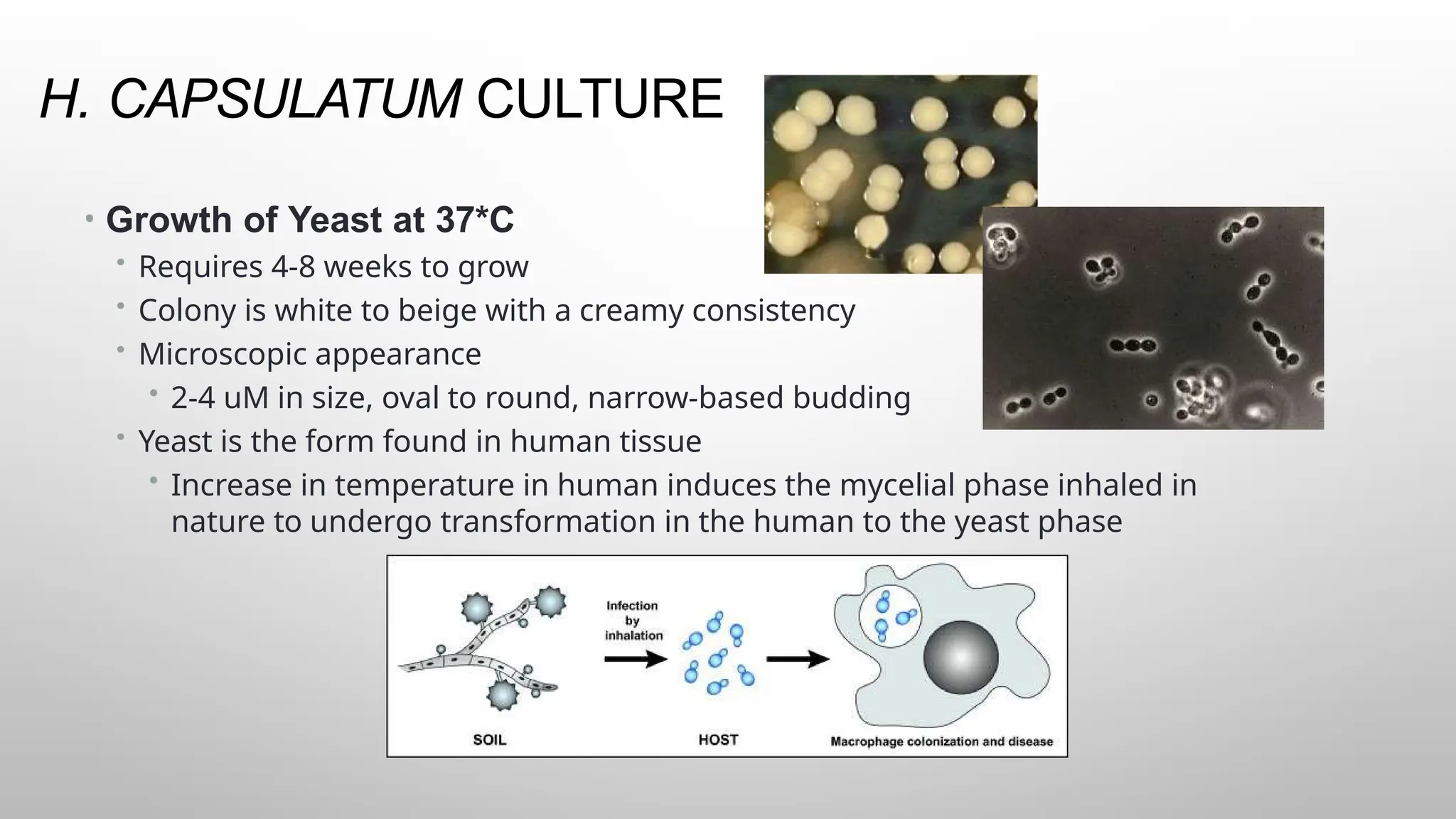 YEASTS AND DIMORPHIC FUNGI powerpoint ppt | PPT