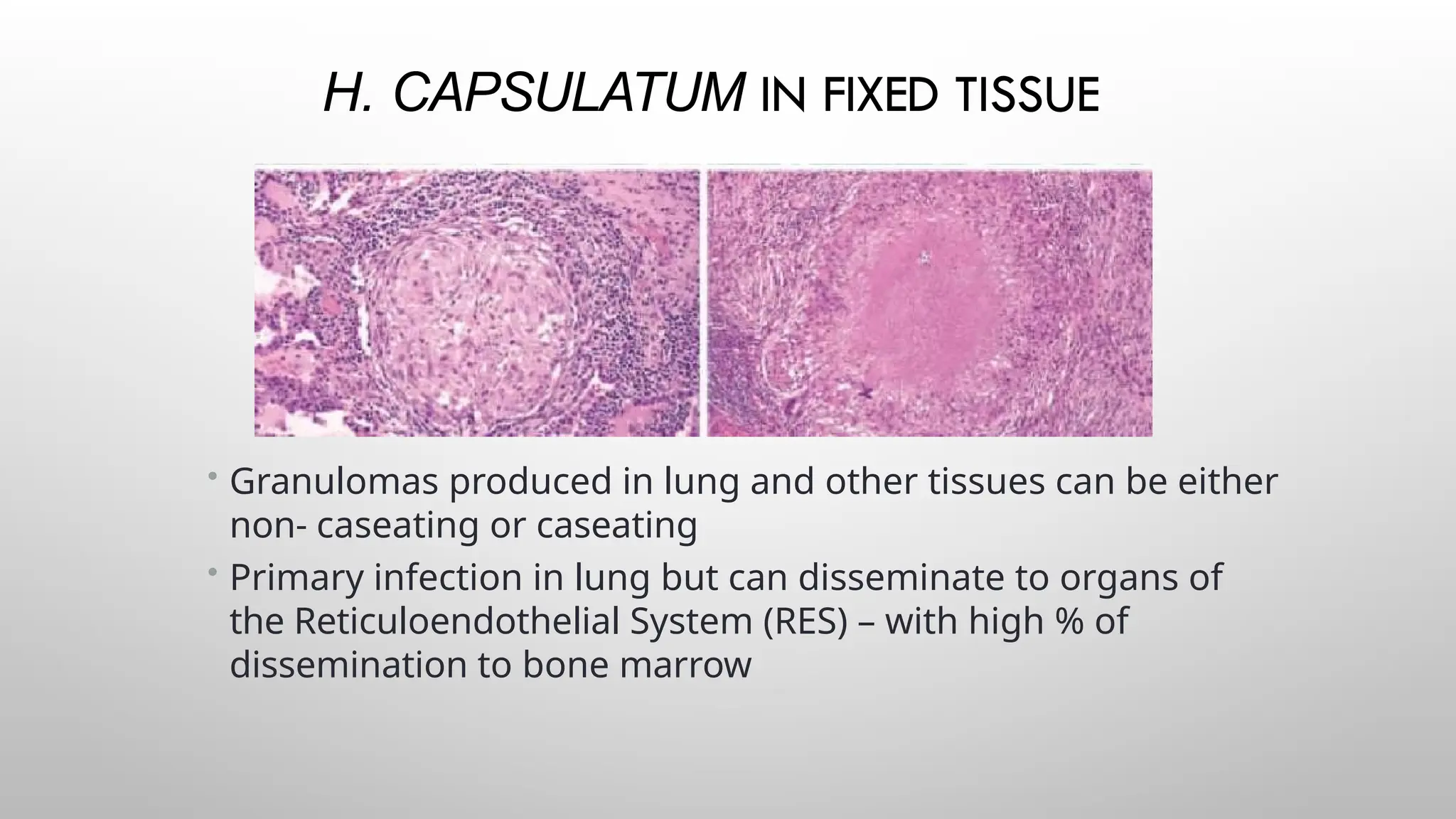 YEASTS AND DIMORPHIC FUNGI powerpoint ppt | PPT