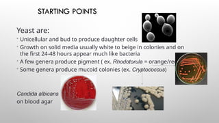 YEASTS AND DIMORPHIC FUNGI powerpoint ppt | PPTX