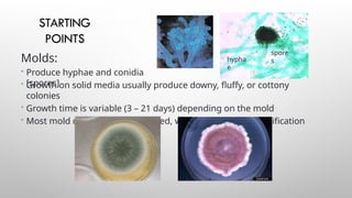 YEASTS AND DIMORPHIC FUNGI powerpoint ppt | PPTX