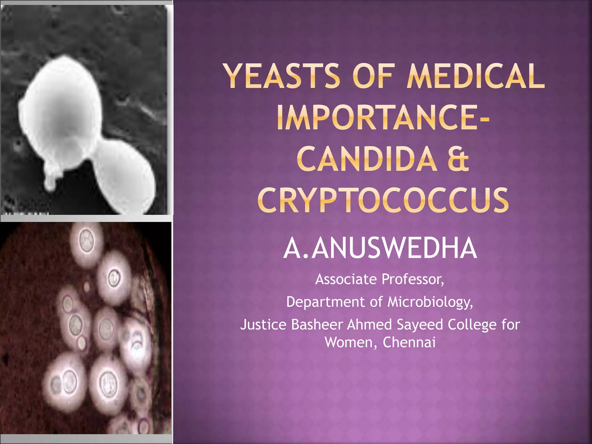 Yeasts of medical importance - Candida and Cryptococcus | PPT