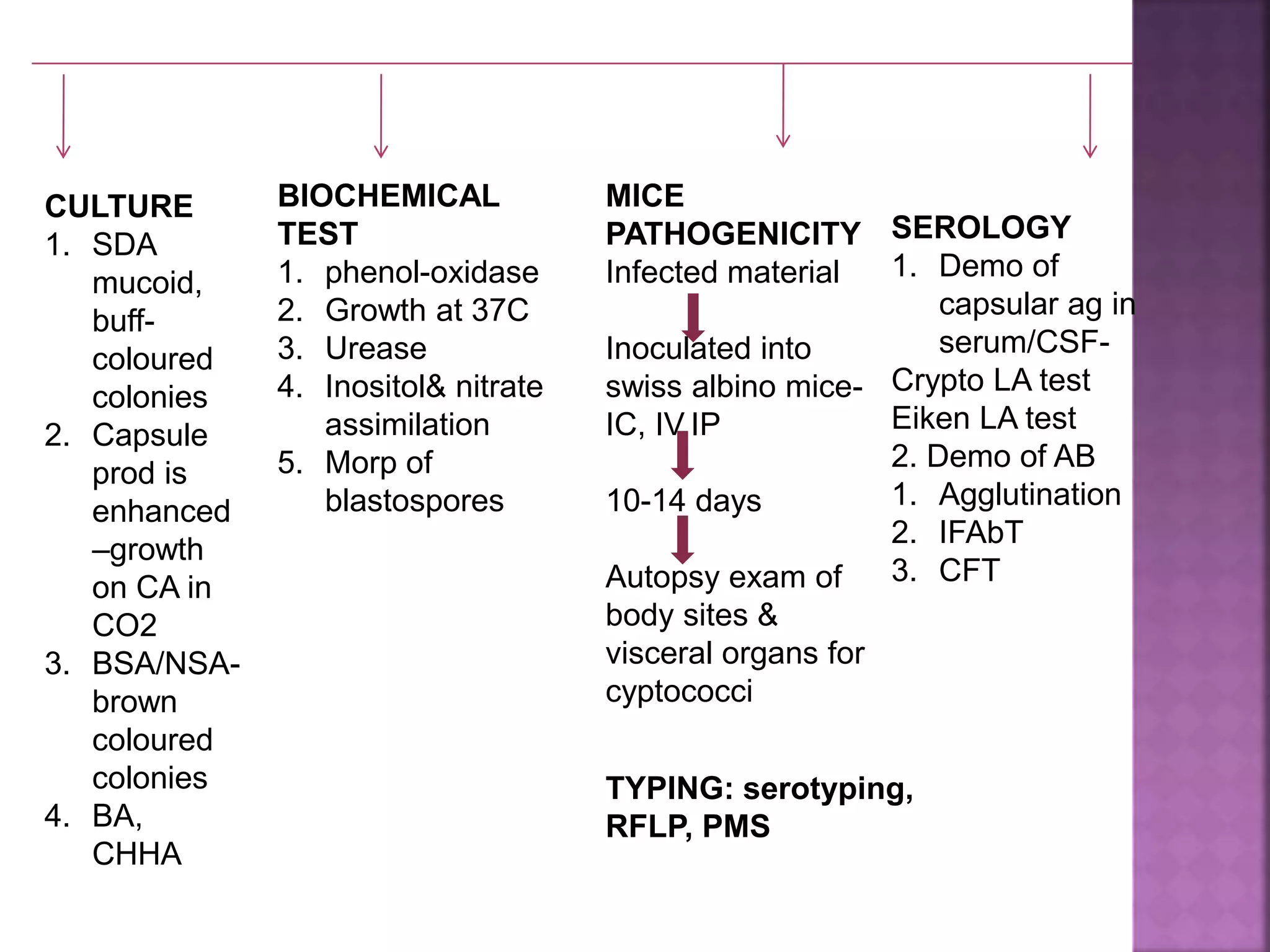 Yeasts of medical importance - Candida and Cryptococcus | PPT