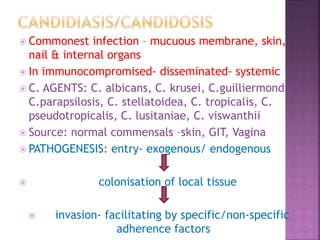 Yeasts of medical importance - Candida and Cryptococcus | PPT