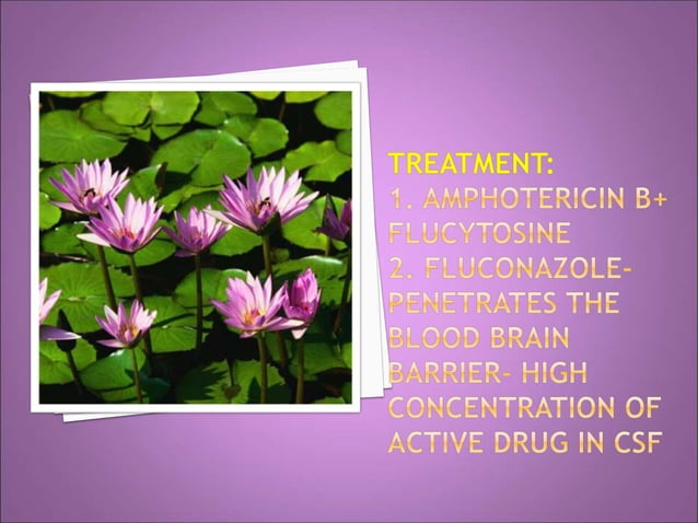 Yeasts of medical importance - Candida and Cryptococcus | PPT