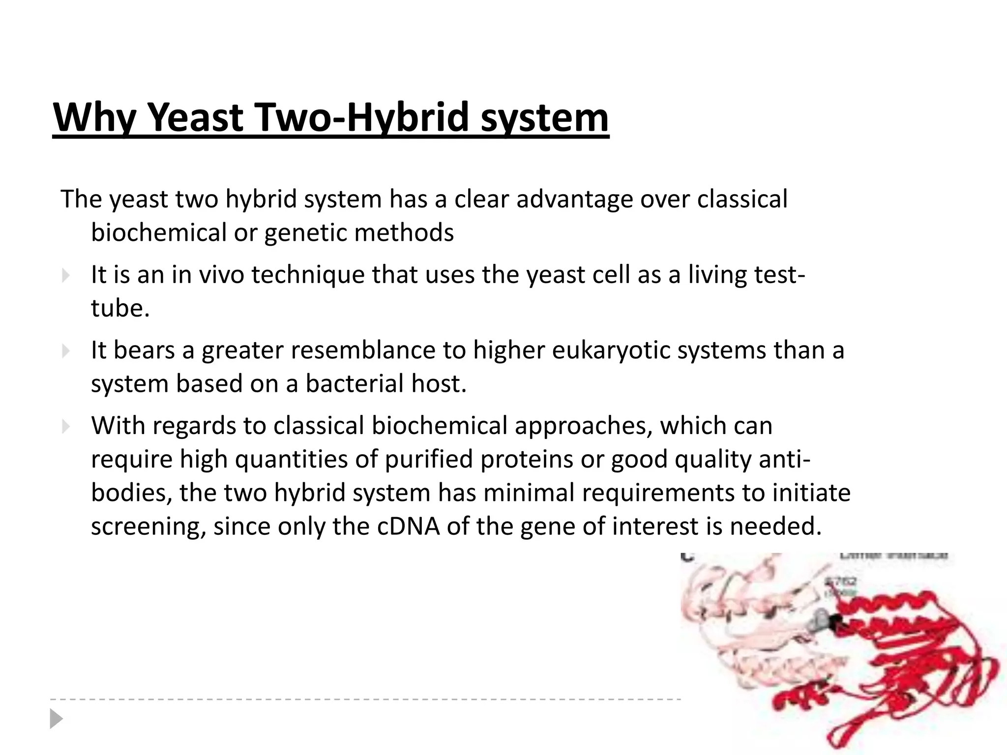 Yeast two hybrid | PPSX