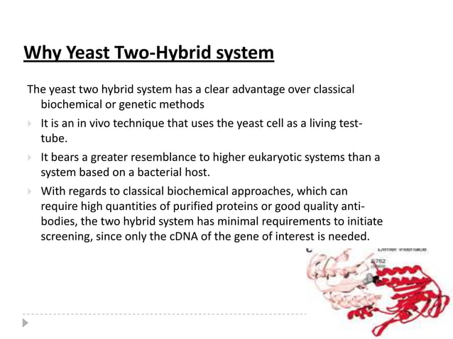 Yeast two hybrid | PPSX | Web Development | Internet