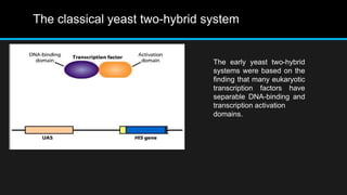 Yeast two hybrid method | PPSX