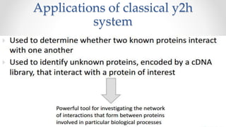 Yeast two hybrid system by Mazhar khan | PPT