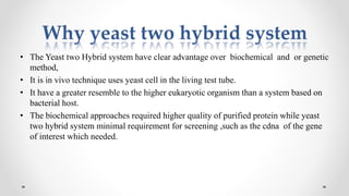 Yeast two hybrid system by Mazhar khan | PPT