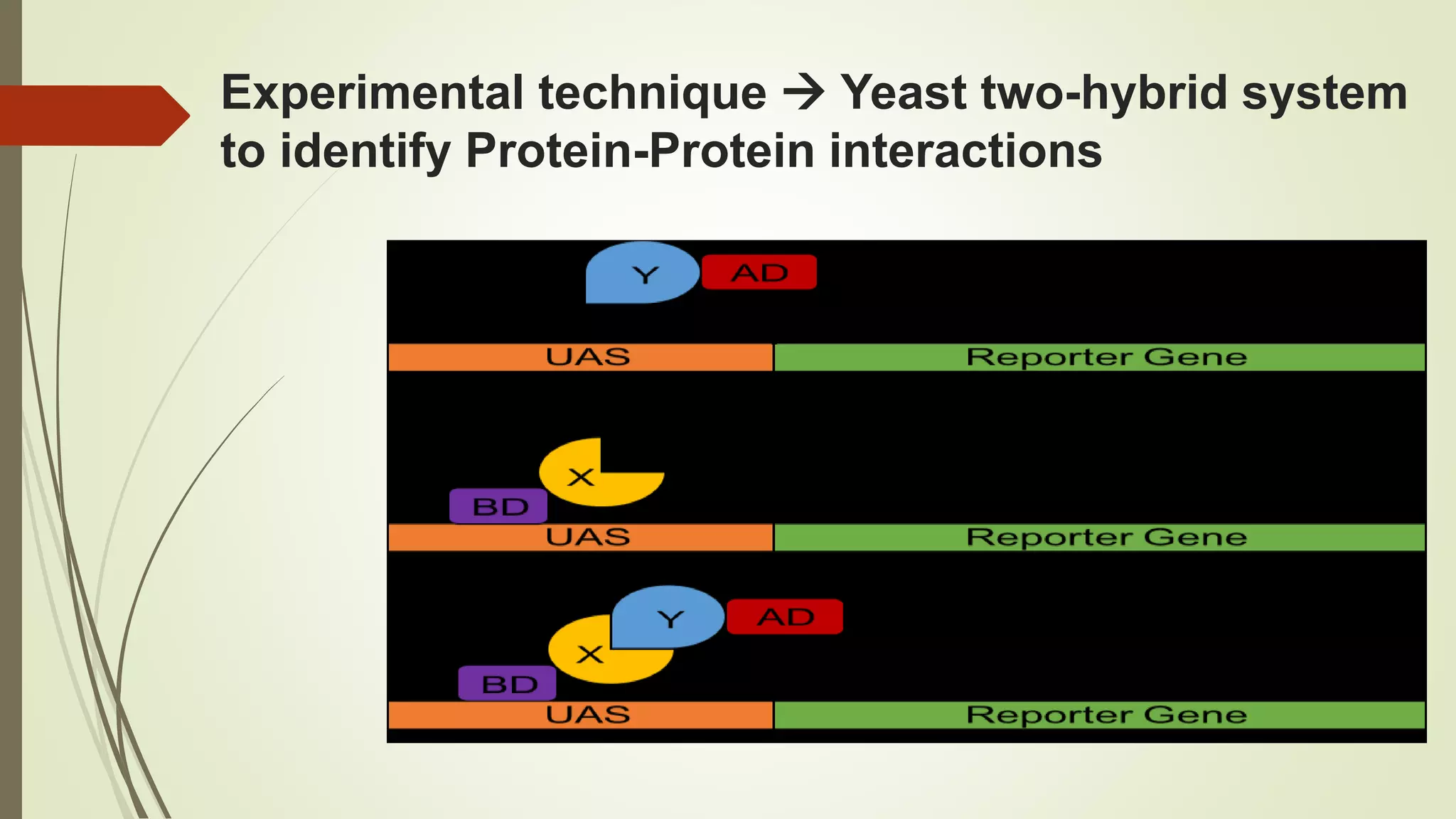 Yeast two hybrid system | PPTX