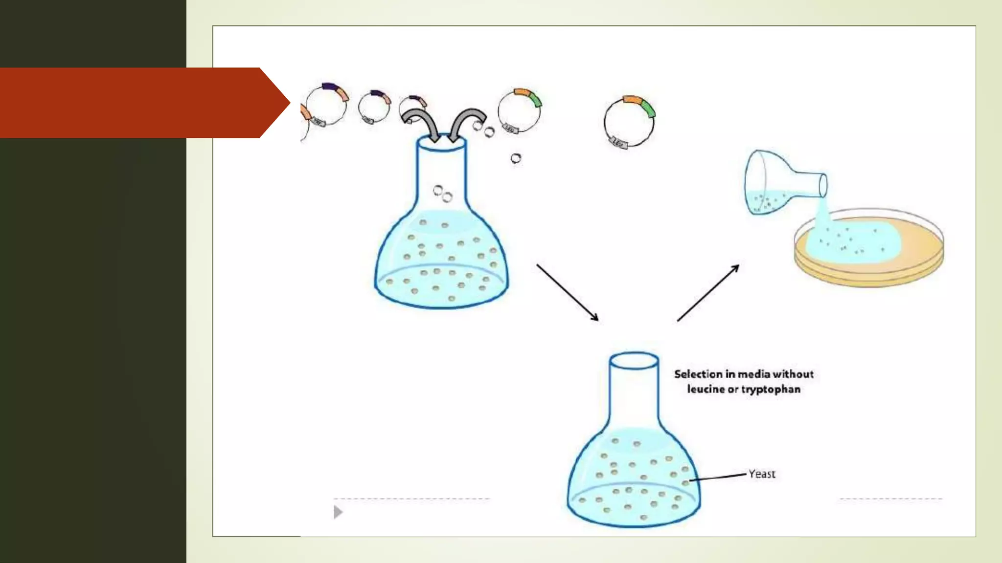 Yeast two hybrid system | PPTX