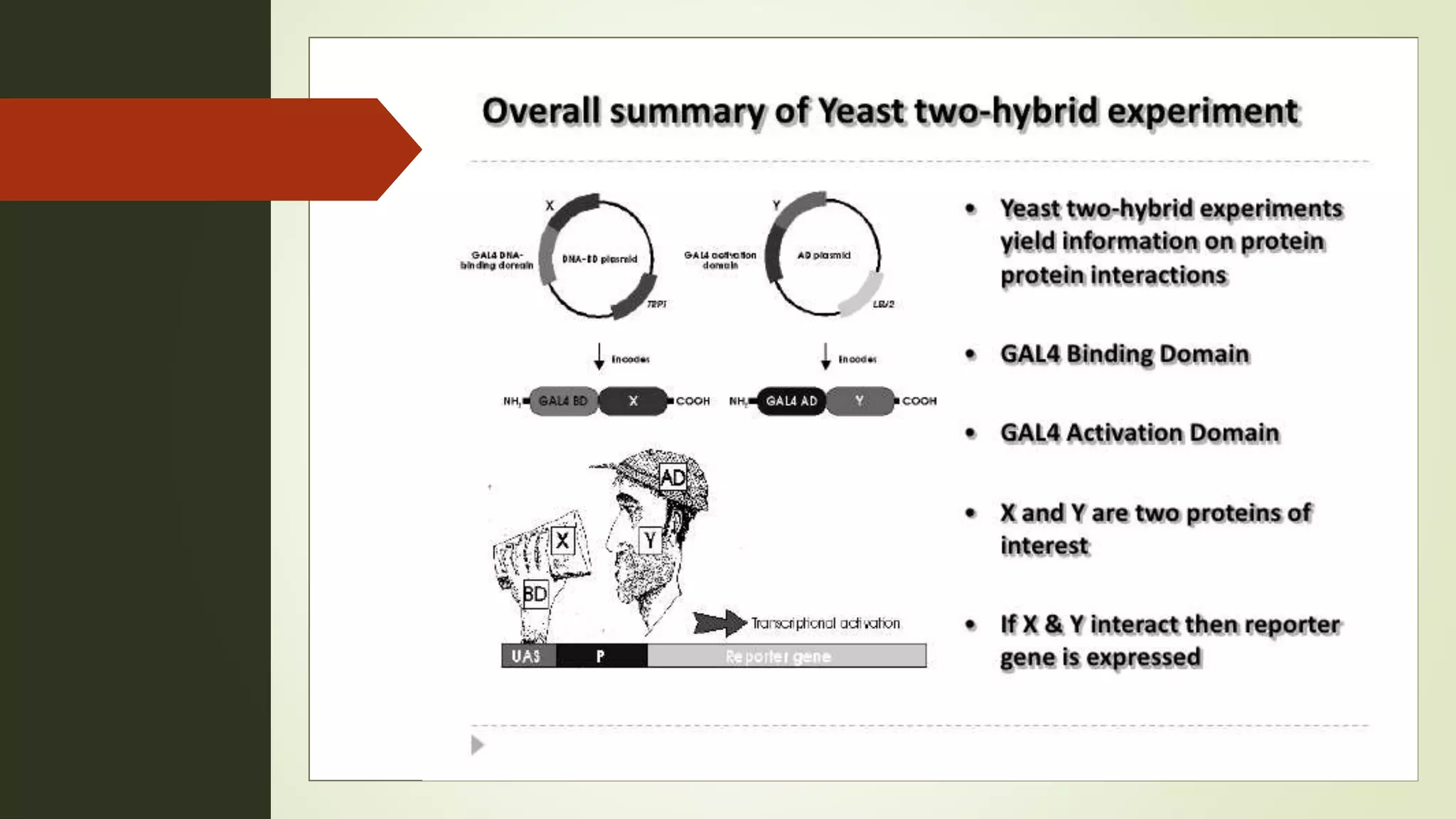 Yeast two hybrid system | PPTX