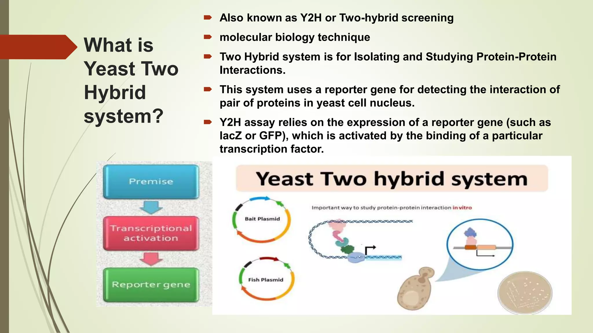 Yeast two hybrid system | PPTX