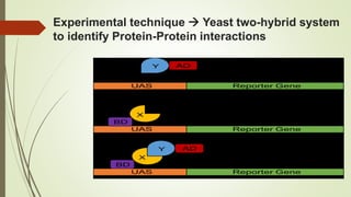 Yeast two hybrid system | PPTX