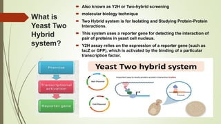 Yeast two hybrid system | PPTX