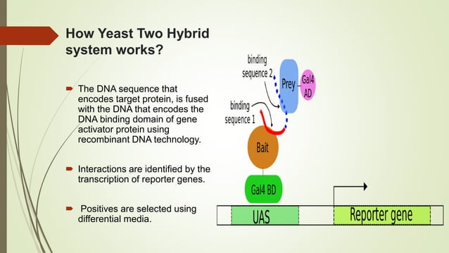 Yeast two hybrid system | PPTX