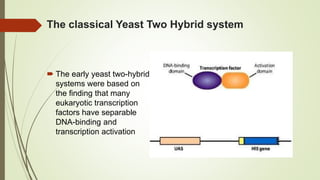 Yeast two hybrid system | PPTX