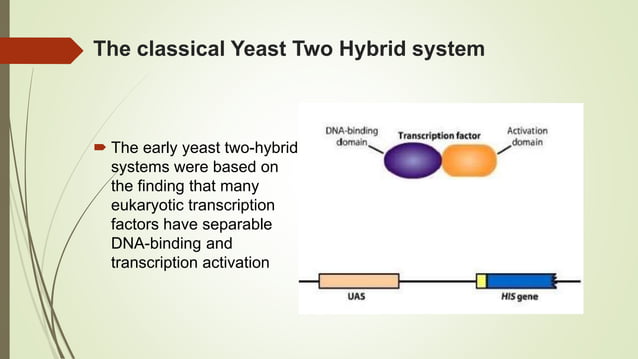 Yeast two hybrid system | PPTX